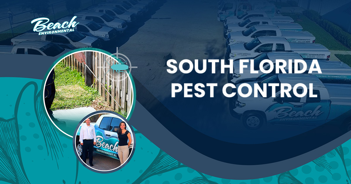Pest Control in Hollywood | Beach Environmental